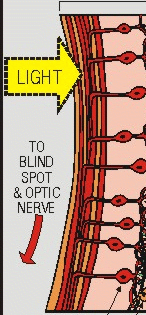 Human Retina - Part 1