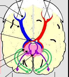 Brain Visual Pathways - Part 1