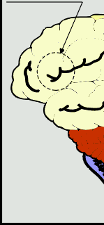 Cortical Language Centers - Part 1